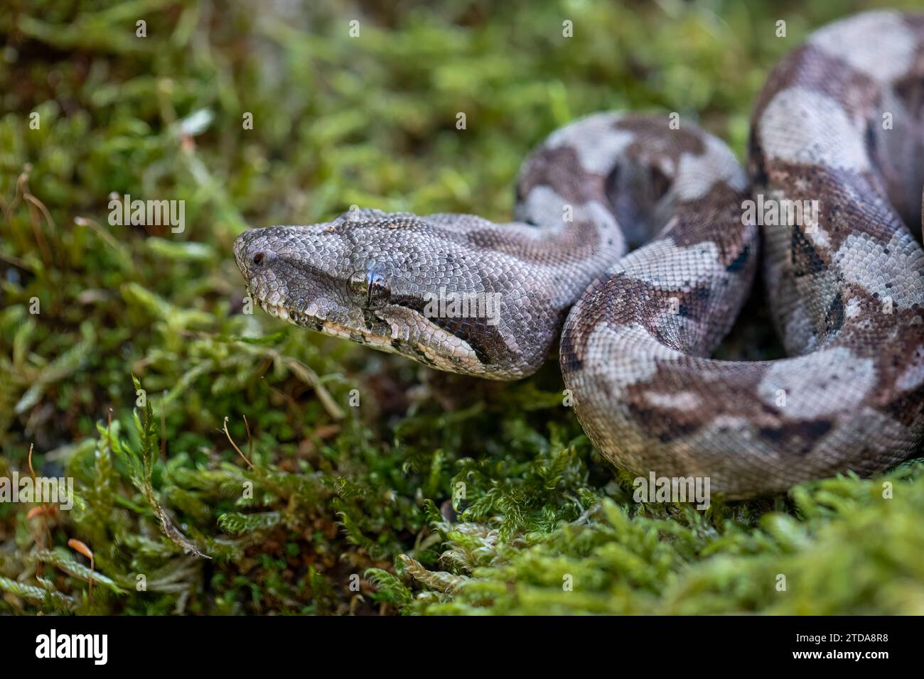 Common Boa Constrictor in Natural Habitat: Exotic Wildlife Photography ...