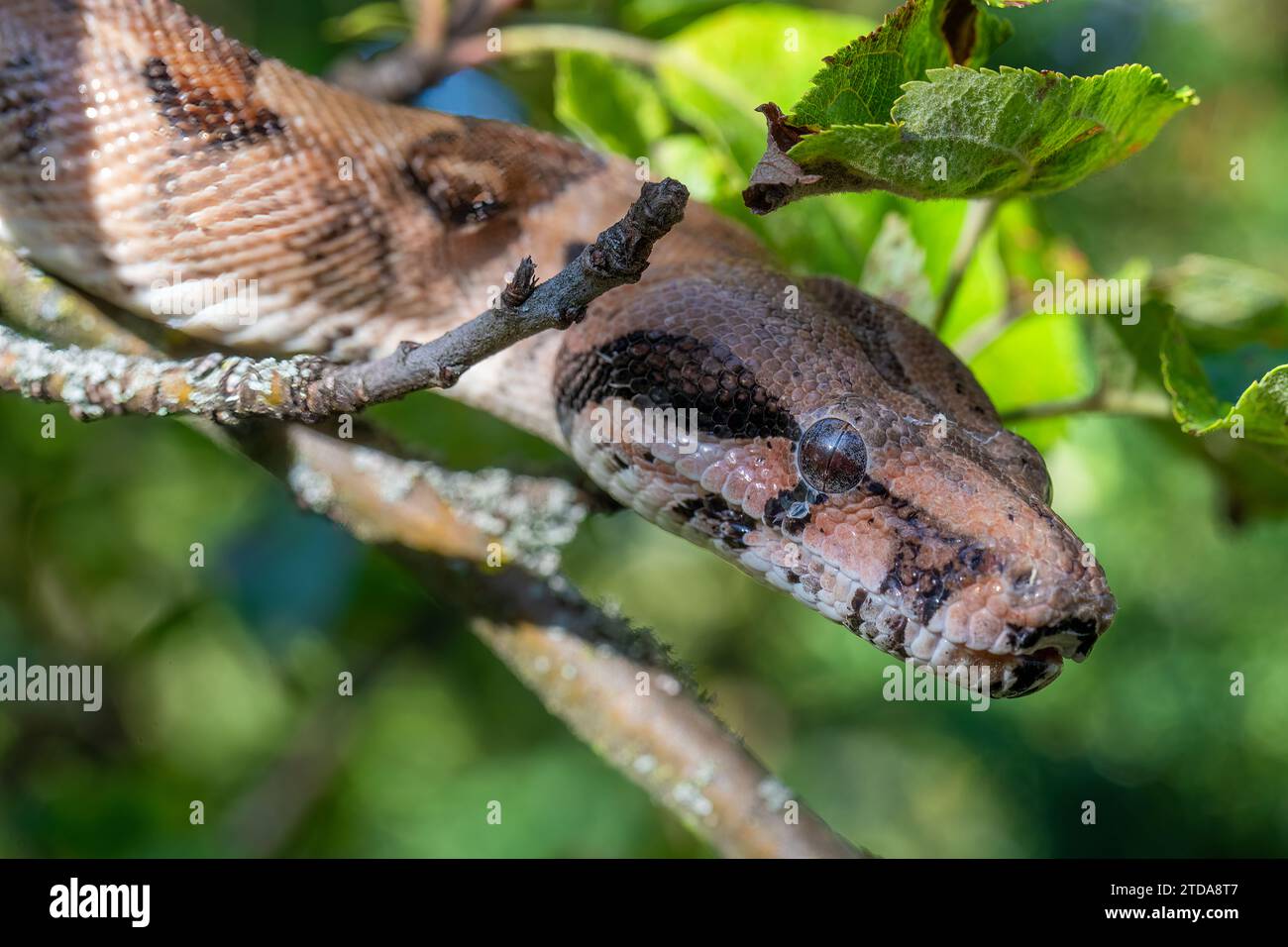 Rainforest serpent observation hi-res stock photography and images - Alamy