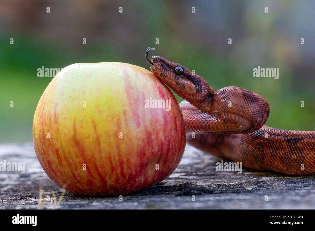 Snake with apple, boa constrictor in natural habitat: wildlife ...