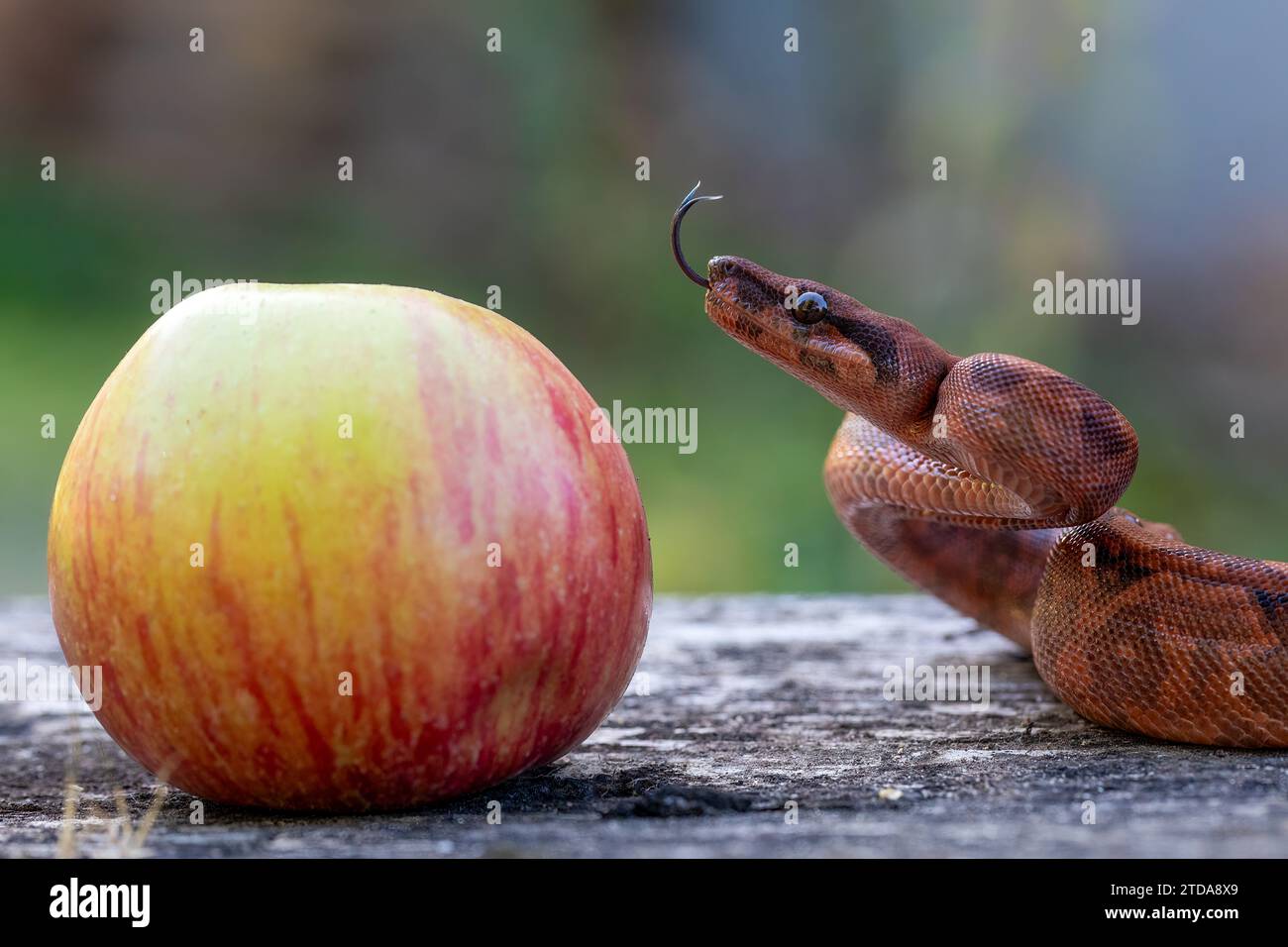 Snake with apple, boa constrictor in natural habitat: wildlife ...