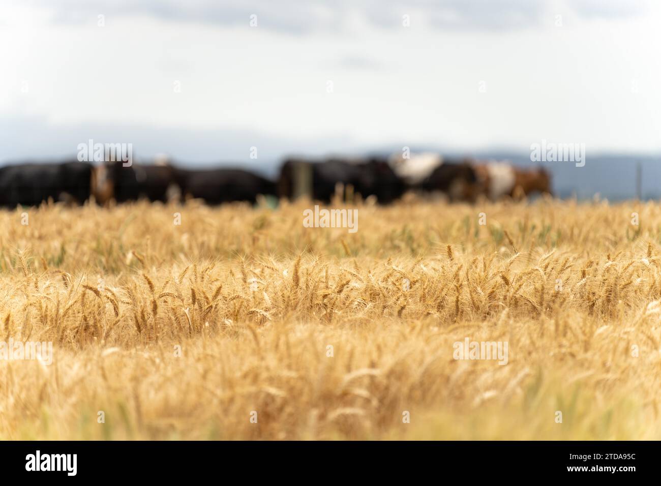 beautiful farming landscape of wheat fields and crops growing Stock ...
