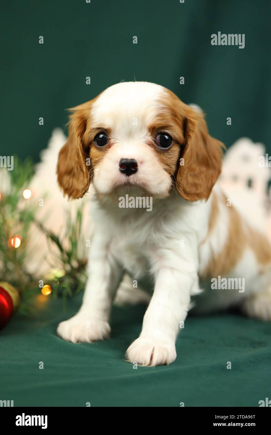 Cute small cavalier king charles spaniel puppy Stock Photo - Alamy