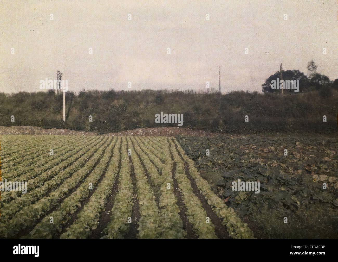 Agriculture breeding field vegetation botany economic activity hi-res ...