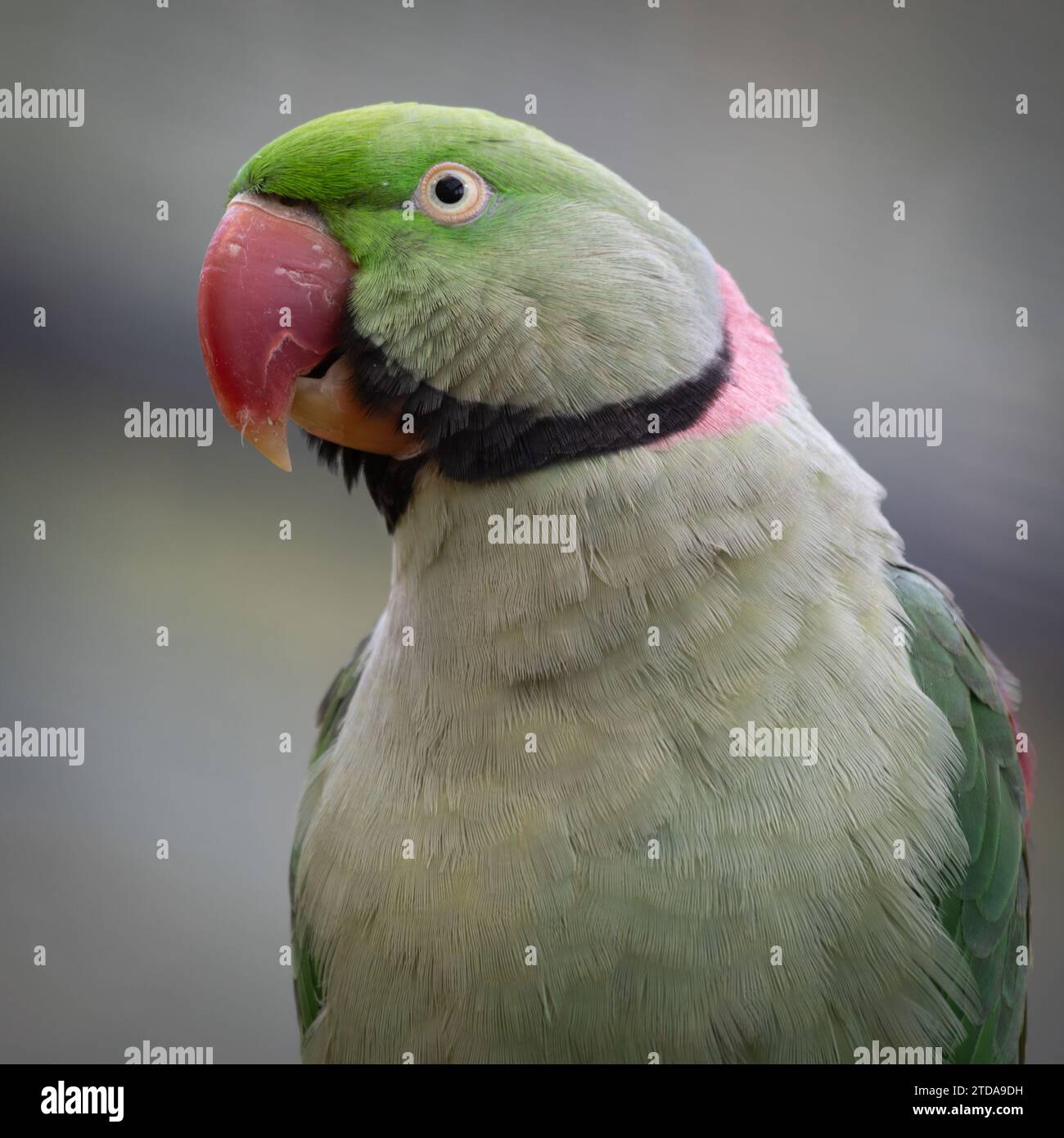 close up half length portrait of a portrait alexandrine parakeet. It is ...