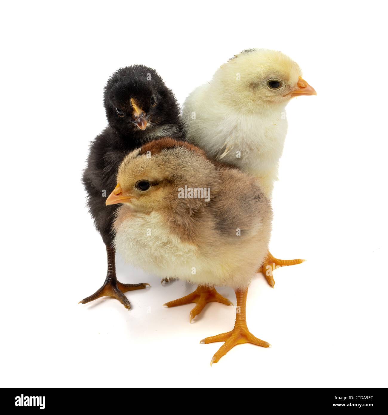 Adorable Three-Day-Old Baby Chickens in Three Colors: Perfect for ...