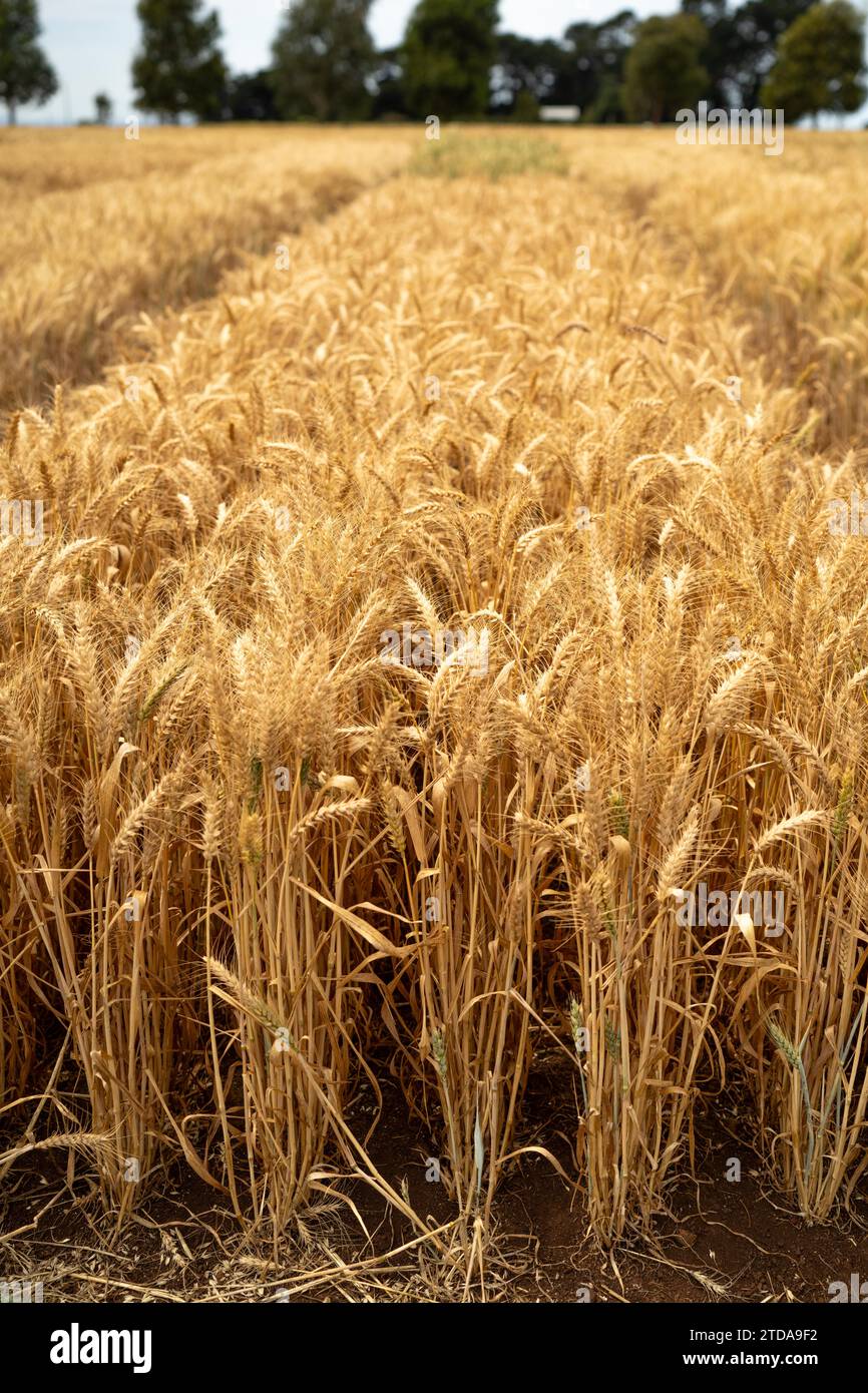 Australian agriculture science hi-res stock photography and images - Alamy