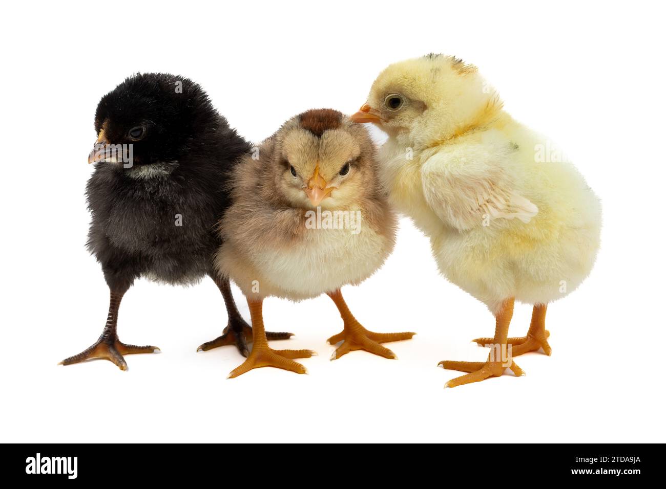 Adorable Three-Day-Old Baby Chickens in Three Colors: Perfect for ...