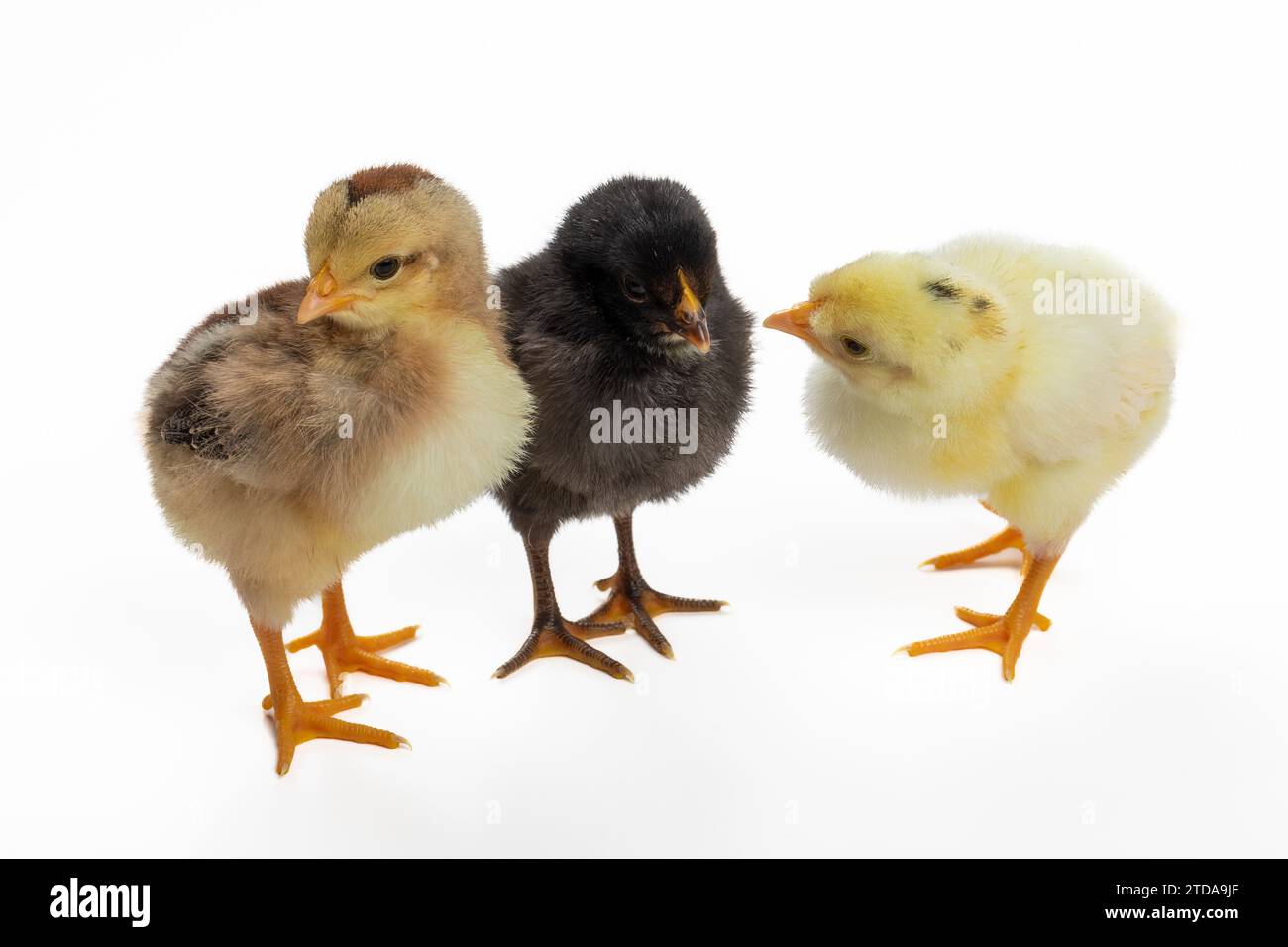 Adorable Three-Day-Old Baby Chickens in Three Colors: Perfect for ...