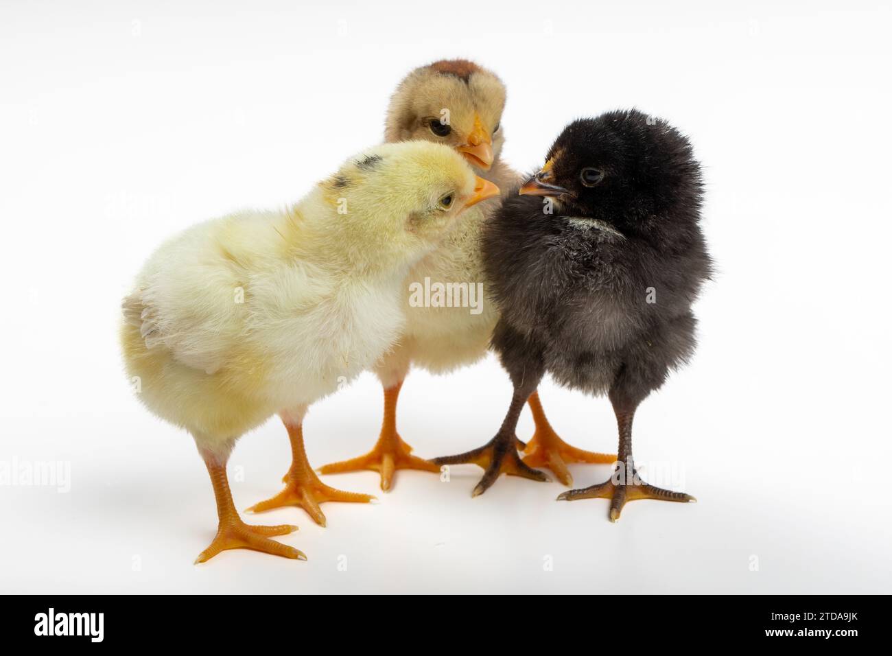 Adorable Three-Day-Old Baby Chickens in Three Colors: Perfect for ...