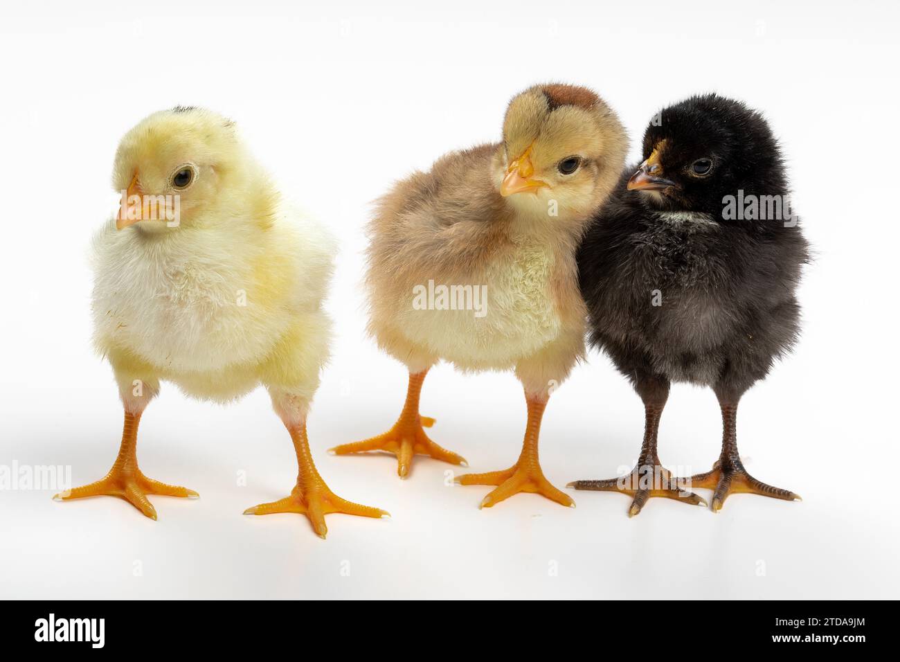 Adorable Three-Day-Old Baby Chickens in Three Colors: Perfect for ...