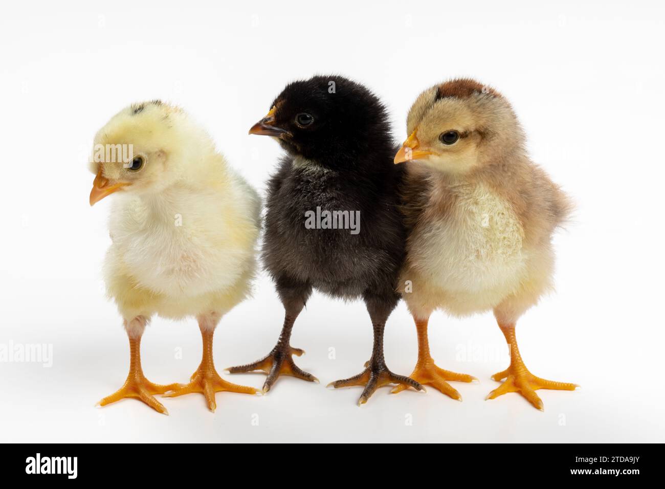 Adorable Three-Day-Old Baby Chickens in Three Colors: Perfect for ...