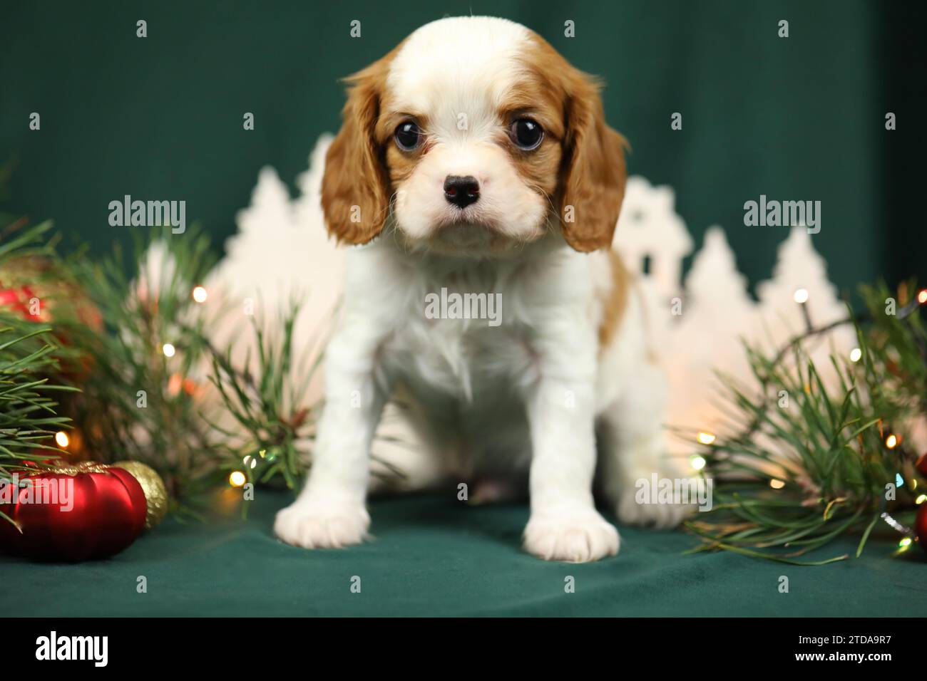 Cute small cavalier king charles spaniel puppy Stock Photo - Alamy