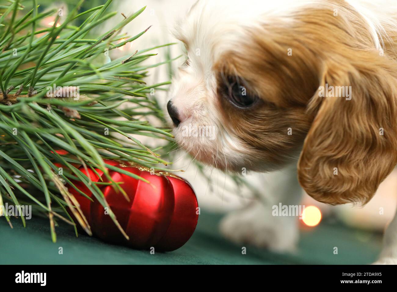 Cute small cavalier king charles spaniel puppy Stock Photo - Alamy