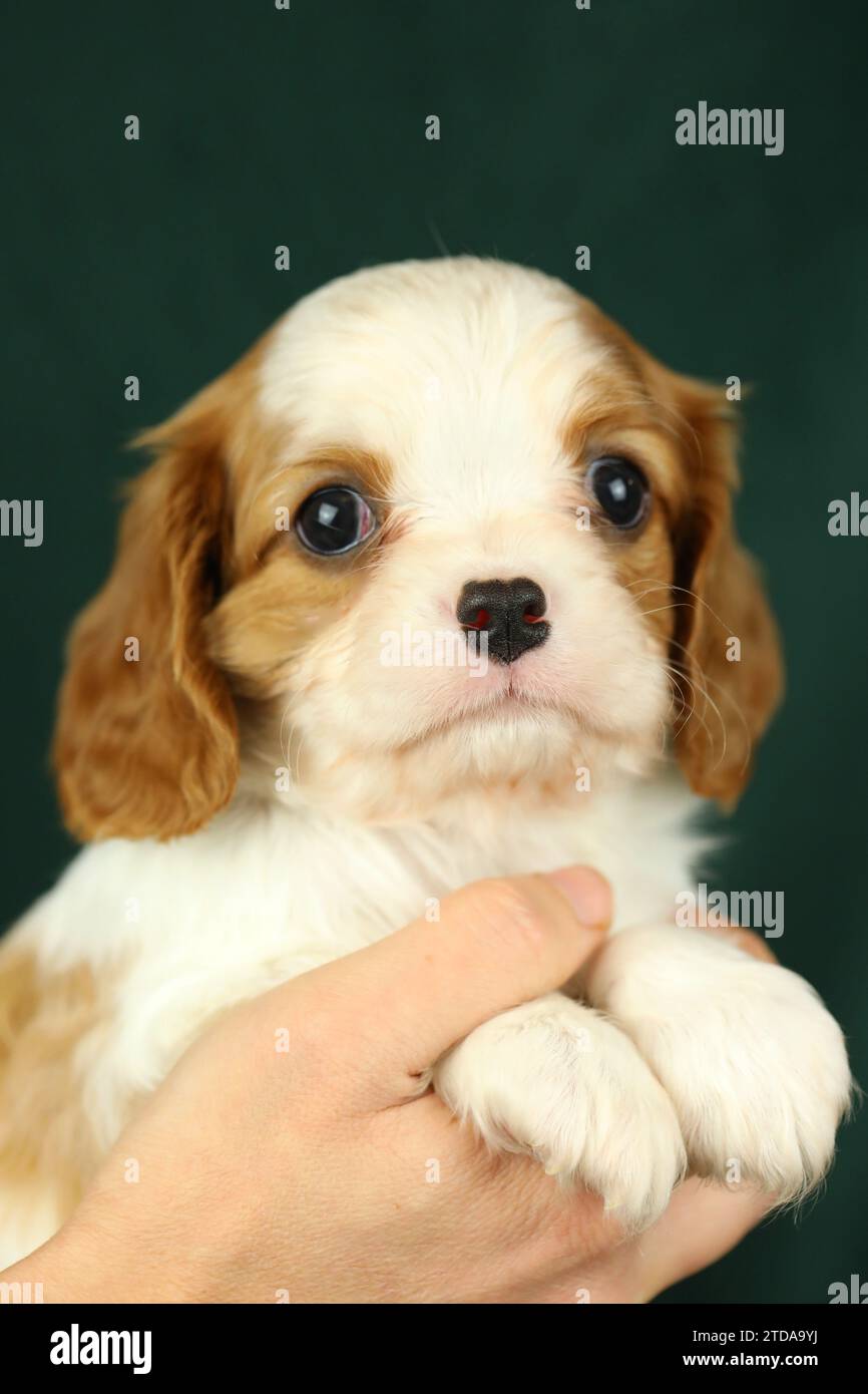 Cute small cavalier king charles spaniel puppy in the palms Stock Photo ...