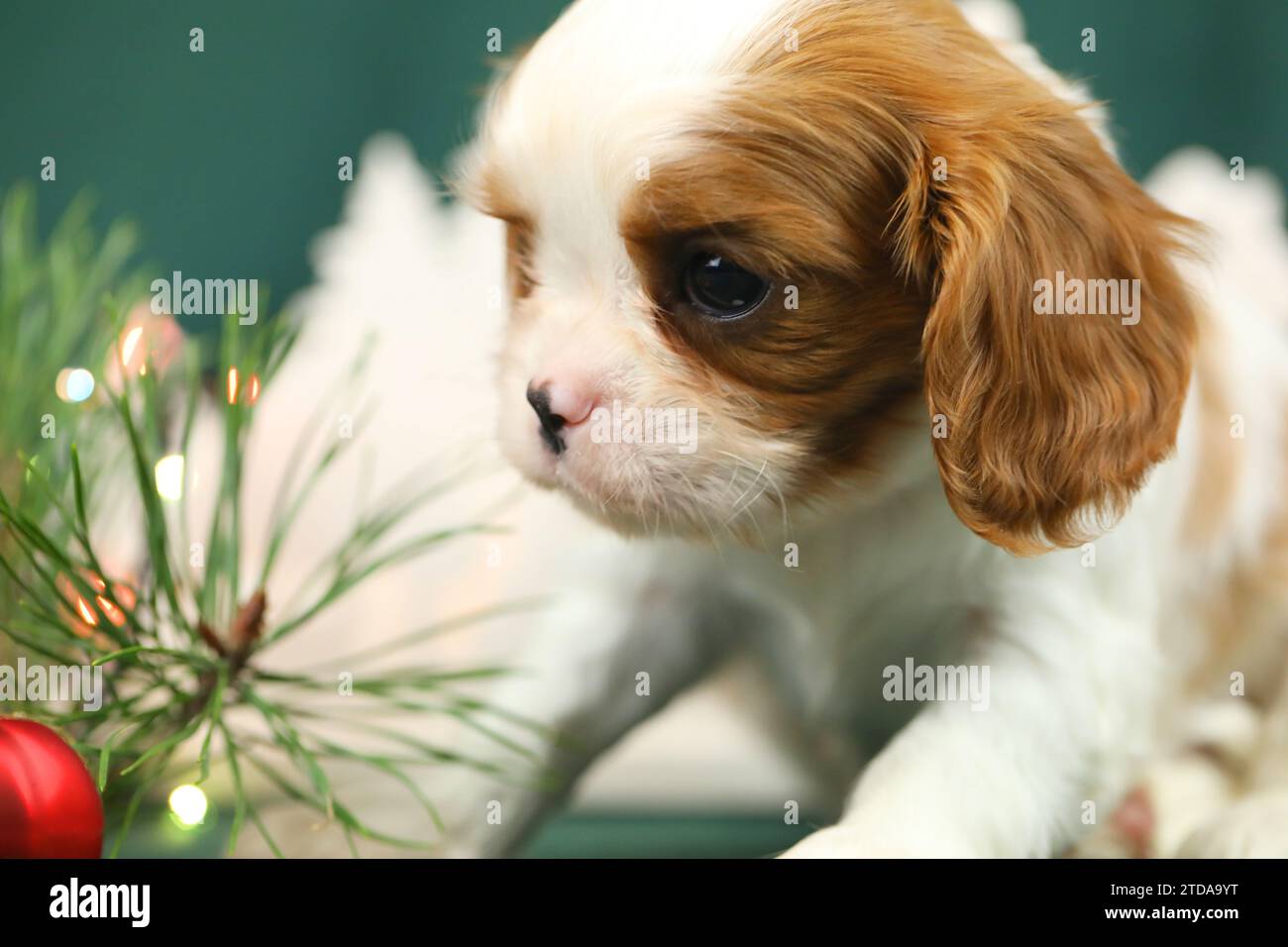 Cute small cavalier king charles spaniel puppy Stock Photo - Alamy