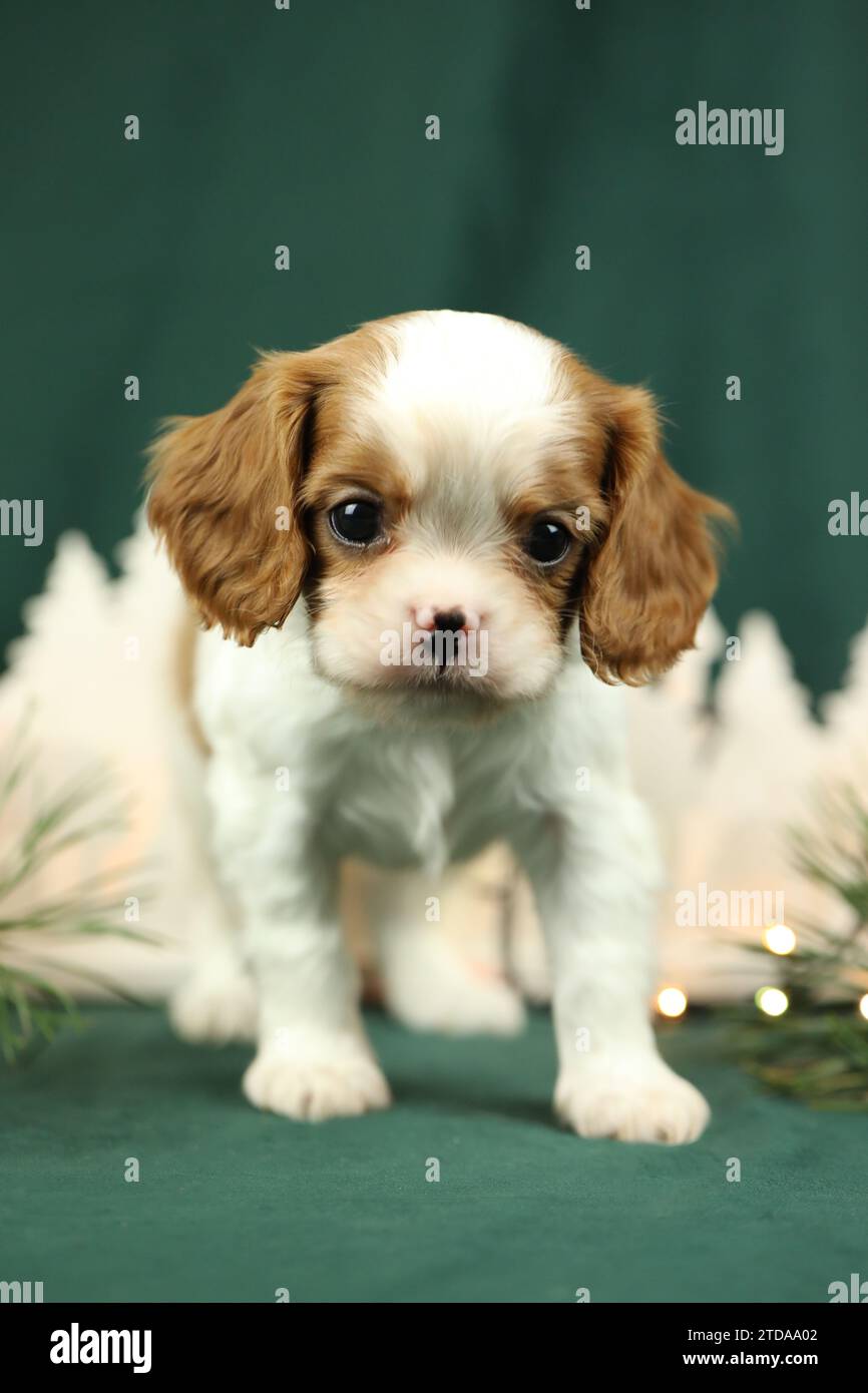 Cute small cavalier king charles spaniel puppy Stock Photo - Alamy