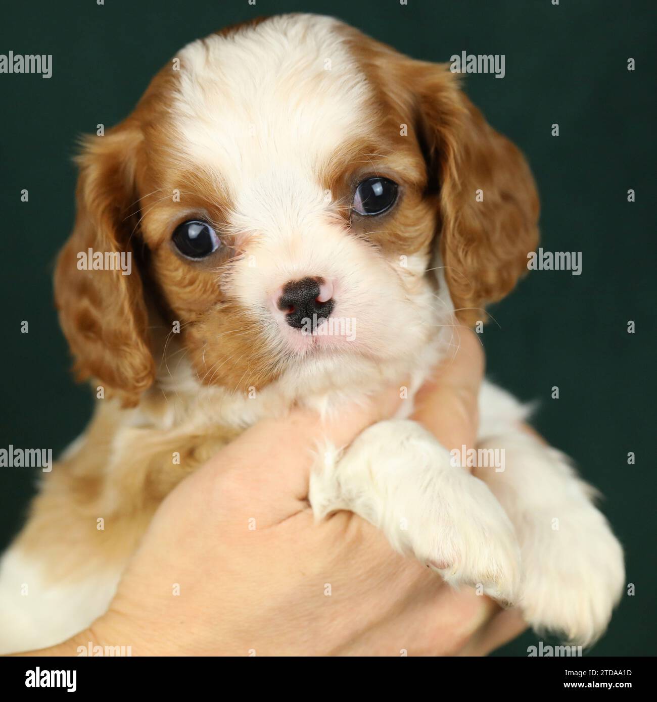 Cute small cavalier king charles spaniel puppy in the palms Stock Photo ...