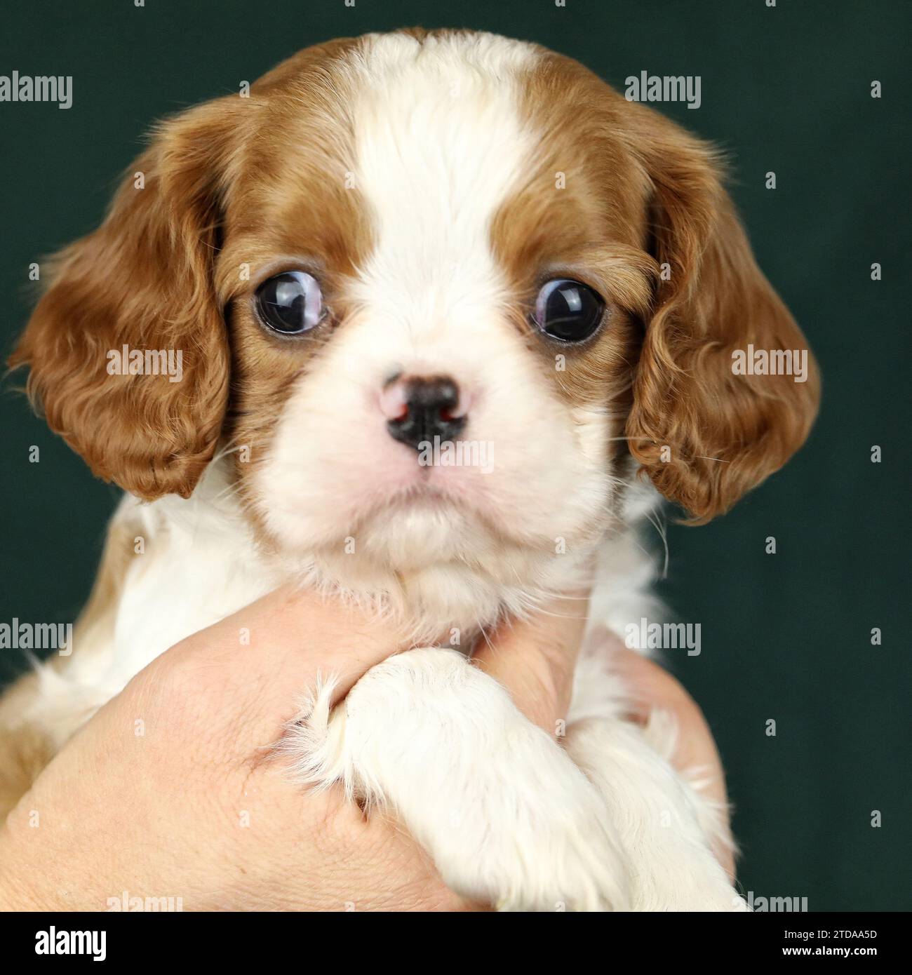 Cute small cavalier king charles spaniel puppy in the palms Stock Photo ...