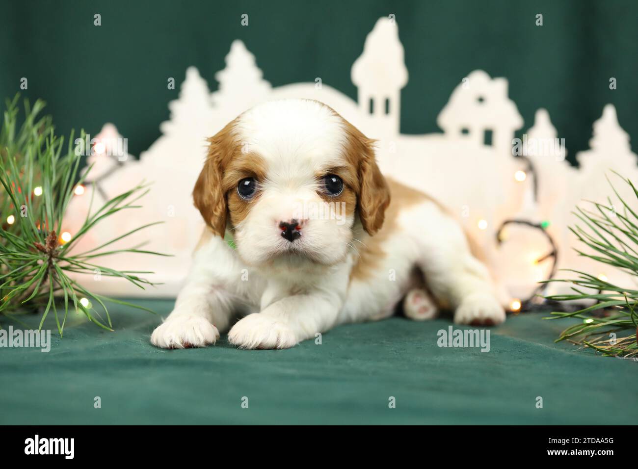 Cute small cavalier king charles spaniel puppy Stock Photo - Alamy