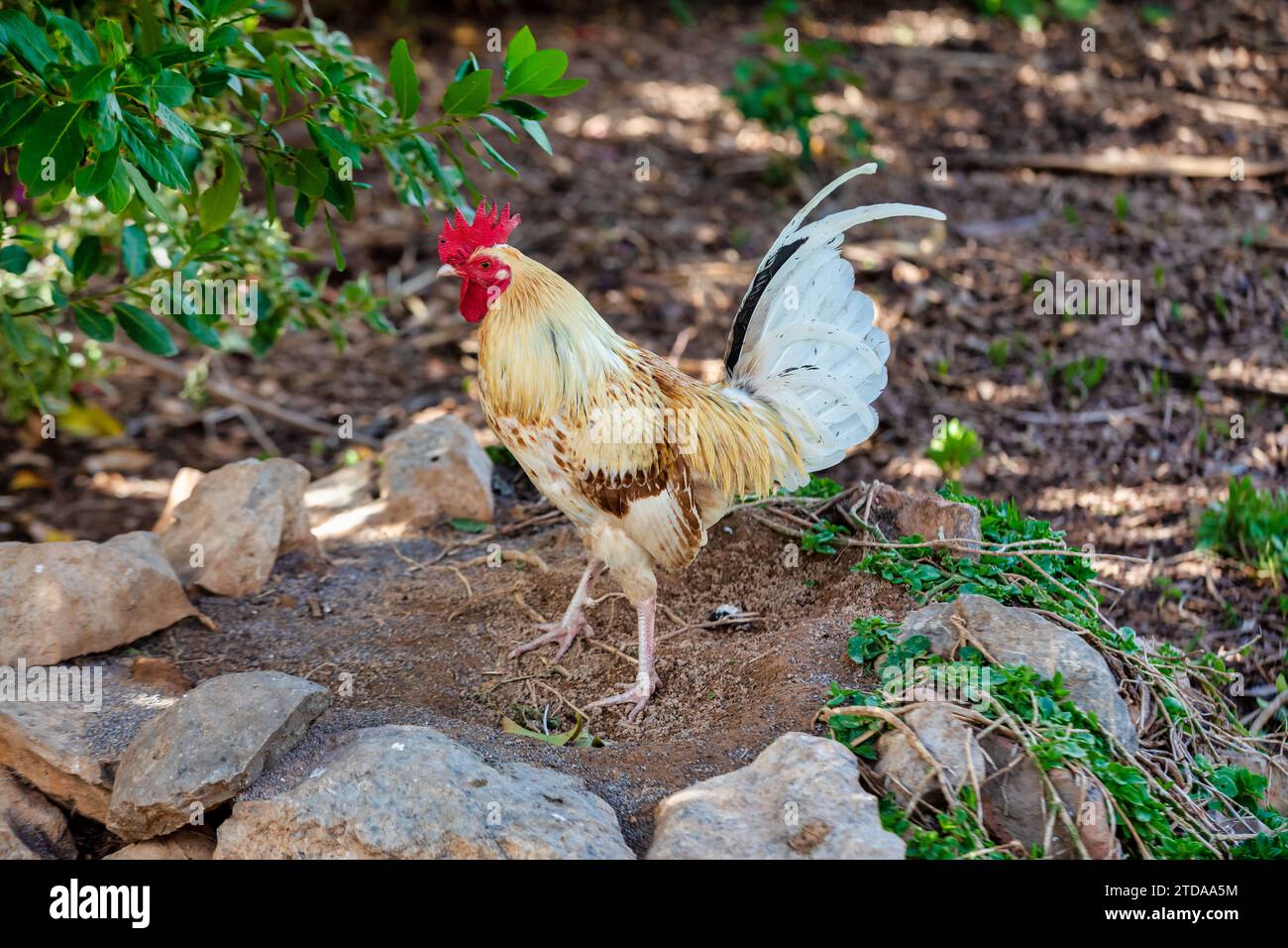 Young Rooster Keeping Watch: Guardian of the Chicken in the Farmyard ...