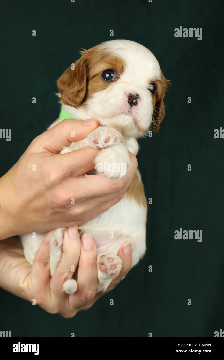 Cute small cavalier king charles spaniel puppy in the palms Stock Photo ...