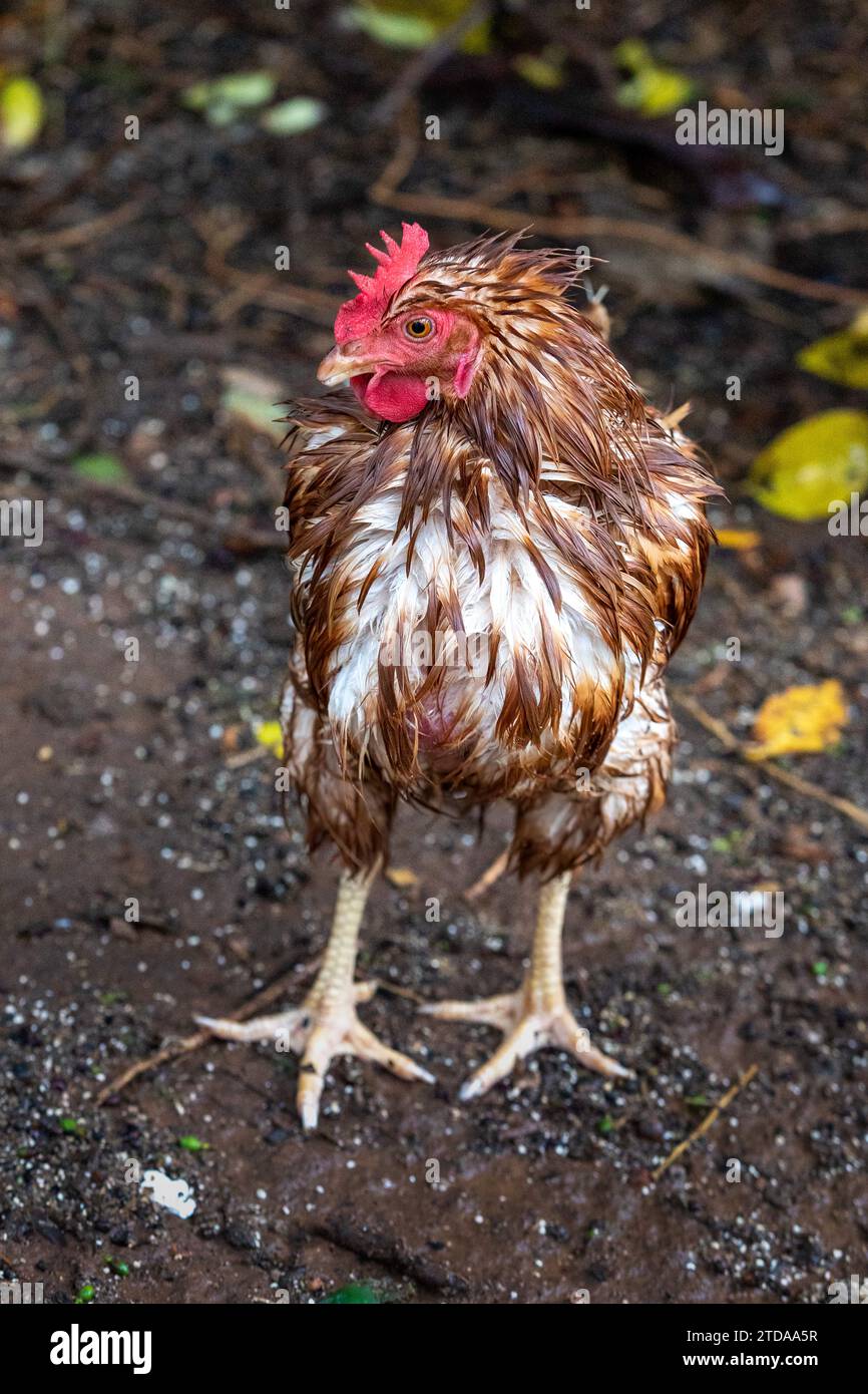 Wet Chicken in the Yard: Rainy Day Dampness and Poultry Farming Stock ...