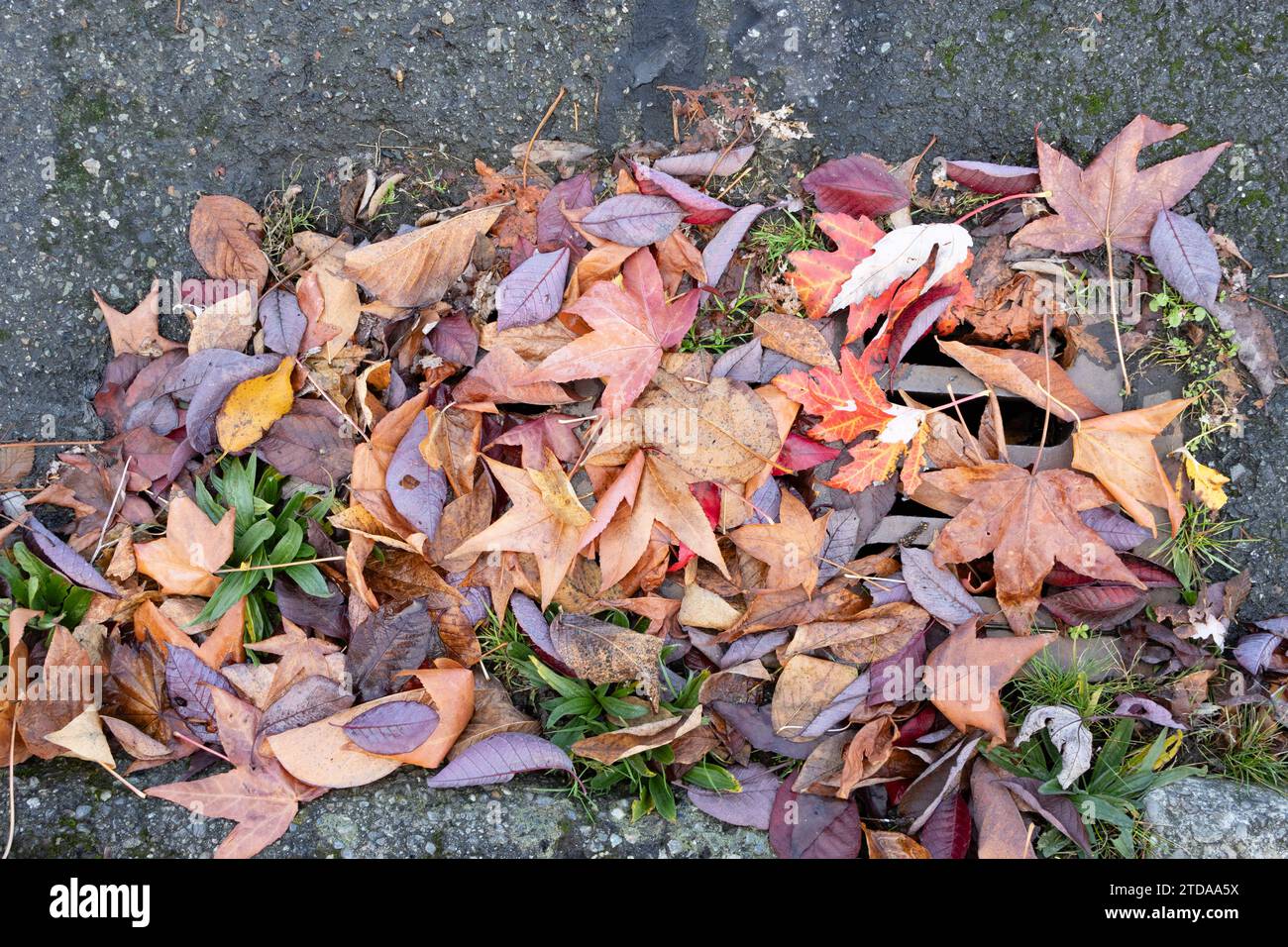 Fall foliage blocking storm water drain creating possible flooding ...