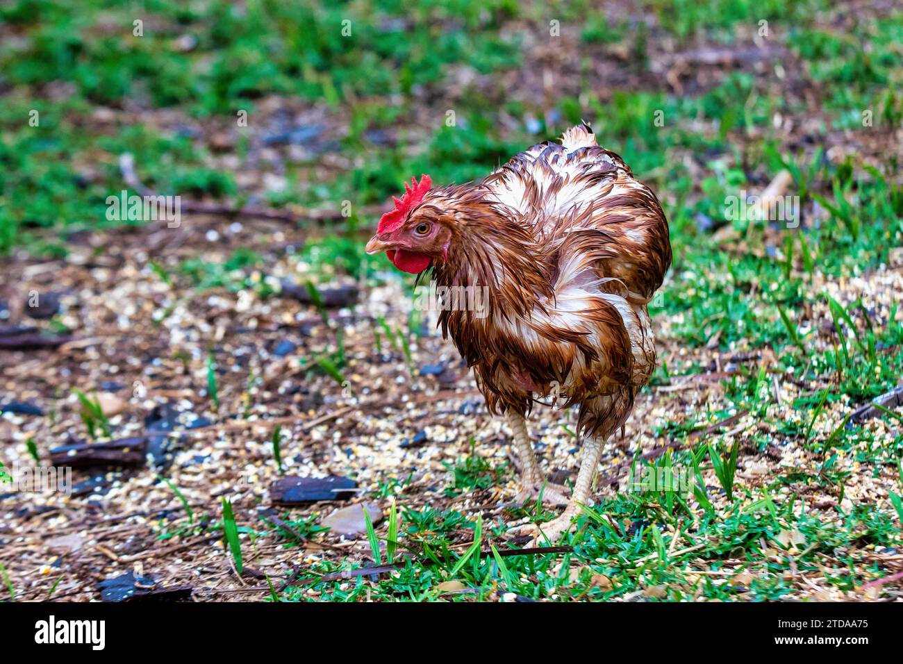 Wet Chicken in the Yard: Rainy Day Dampness and Poultry Farming Stock ...