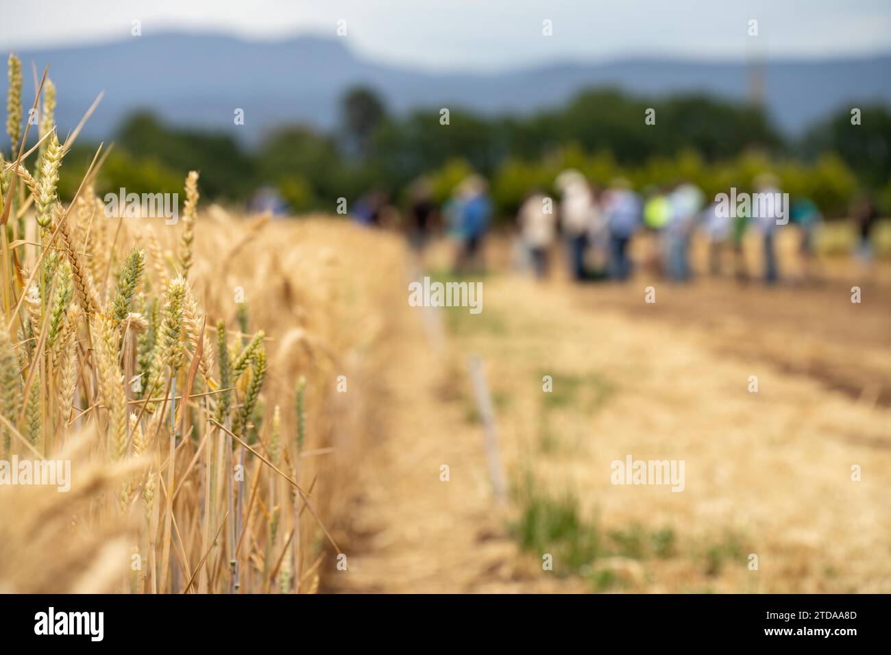 group of farmers doing a crop walk learning about crop health and ...