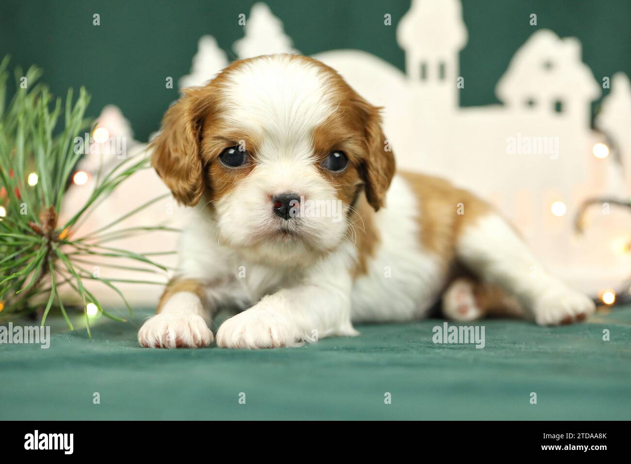 Cute small cavalier king charles spaniel puppy Stock Photo - Alamy