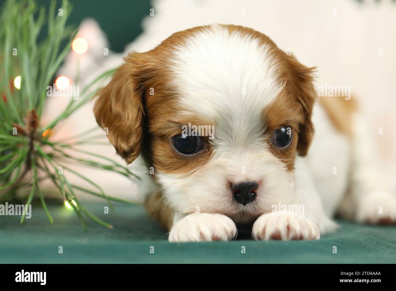 Cute small cavalier king charles spaniel puppy Stock Photo - Alamy