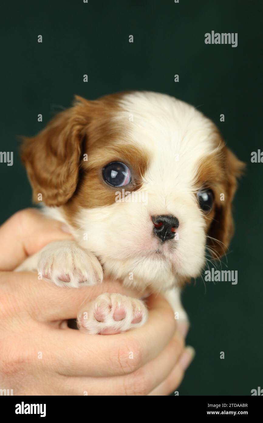 Cute small cavalier king charles spaniel puppy in the palms Stock Photo ...