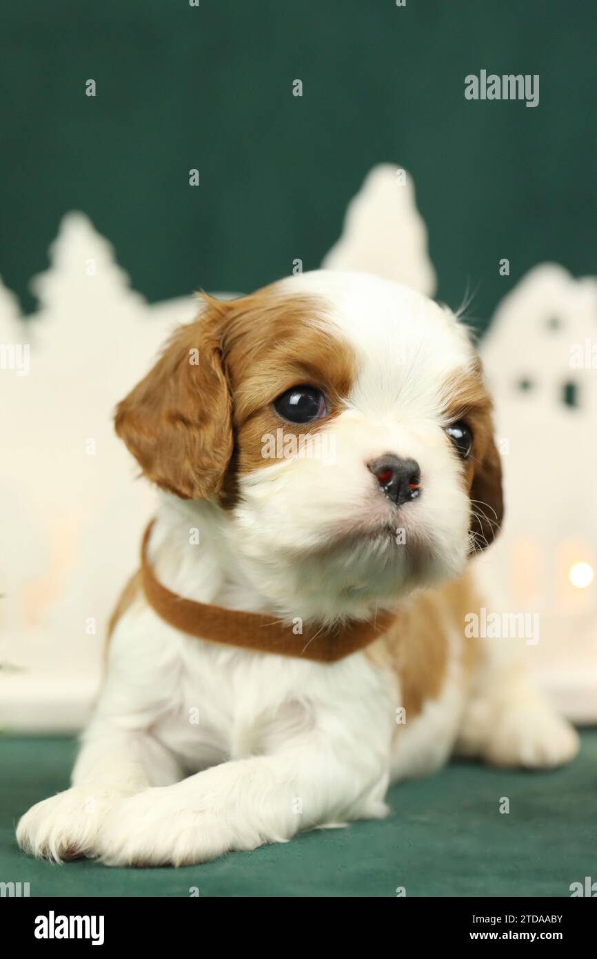 Cute small cavalier king charles spaniel puppy Stock Photo - Alamy