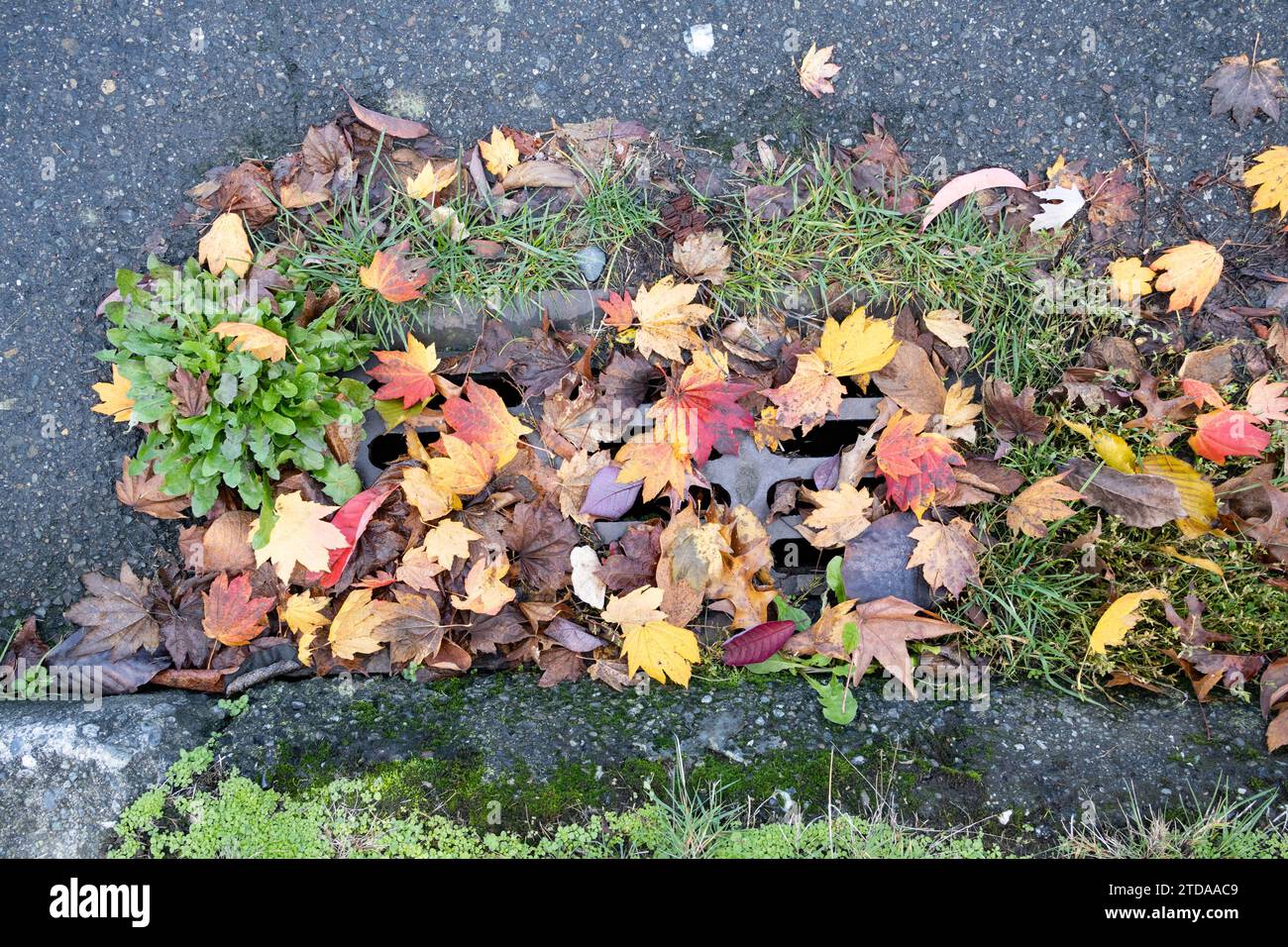 Fall foliage blocking storm water drain creating possible flooding ...