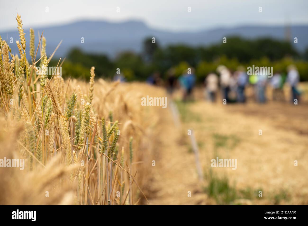 group of farmers in a field learning about wheat and barley crops from ...