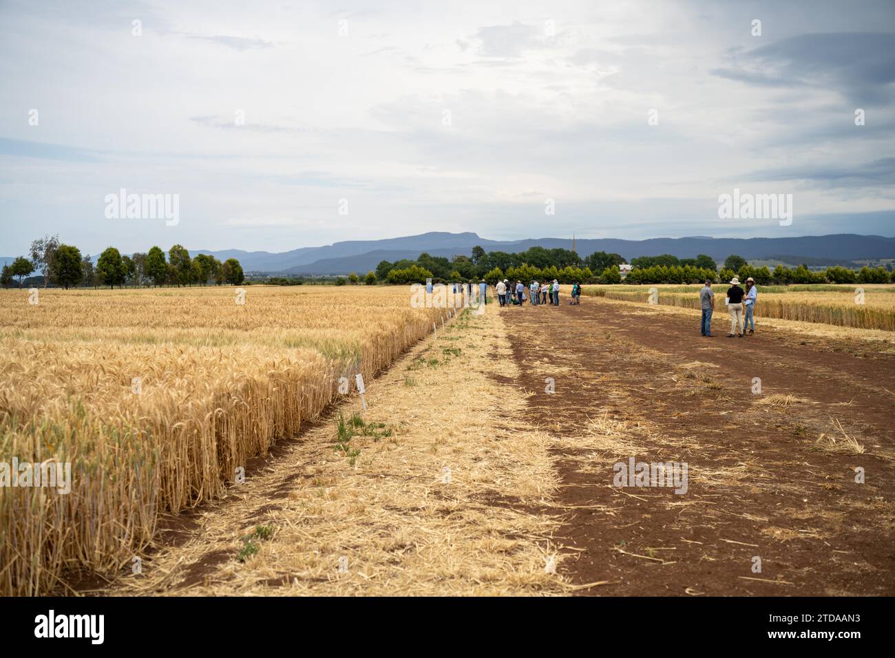 agricultural students in a field learning about crop farming Stock ...