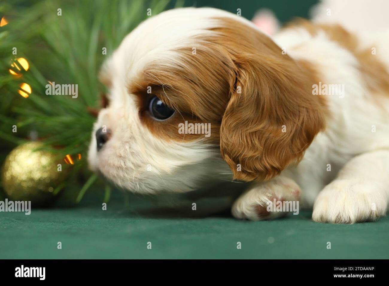 Cute small cavalier king charles spaniel puppy Stock Photo - Alamy