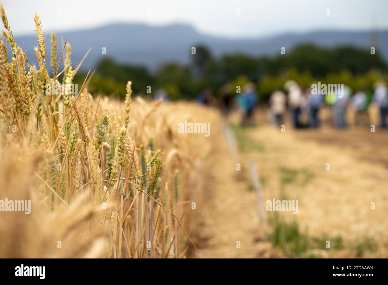 agricultural students in a field learning about crop farming Stock ...