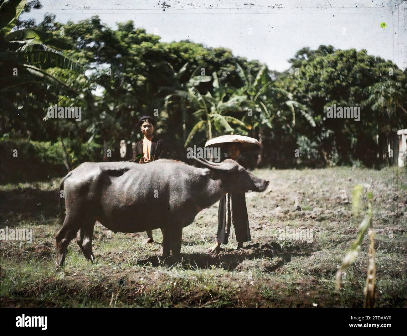 Tonkin, Indochina A buffalo and its guardian, Animal, Clothing ...