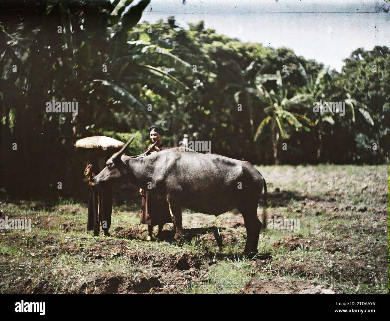 Tonkin, Indochina A buffalo and its guardian, Animal, Clothing ...