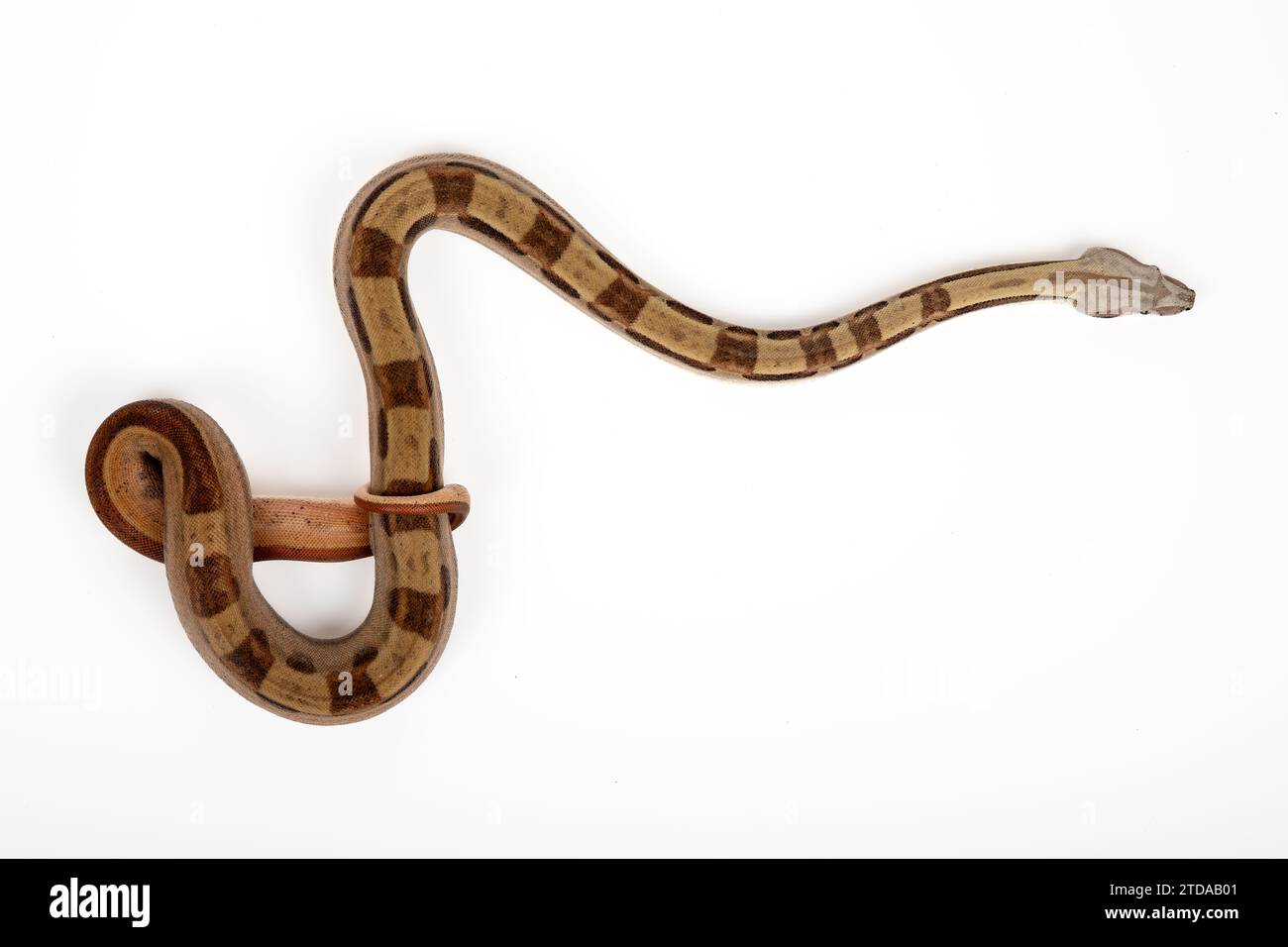 Head albino boa constrictor hi-res stock photography and images - Alamy