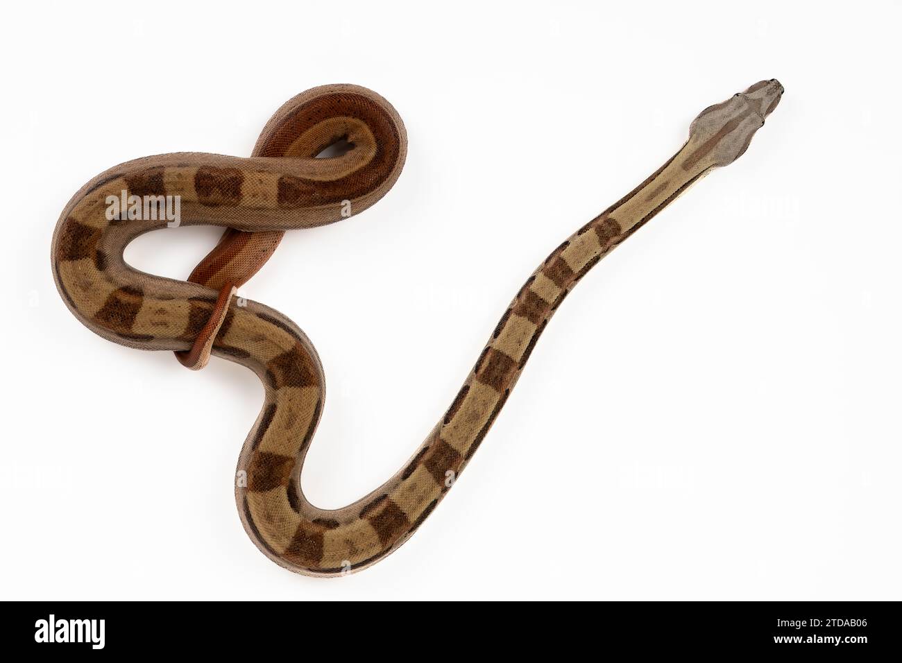 Boa Constrictor Imperator on White Background - Exotic Reptile Snake ...