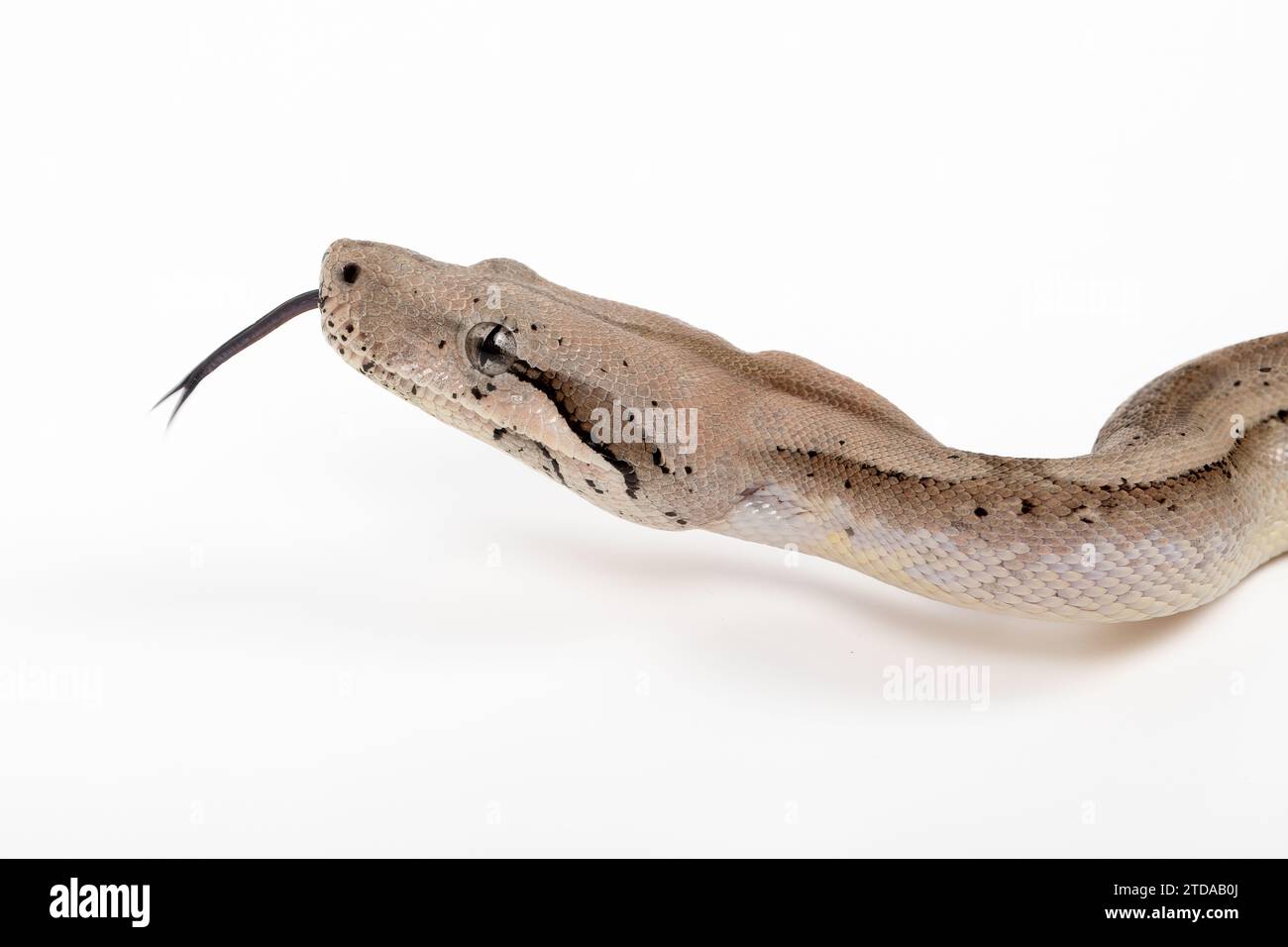 Central American Boa Constrictor with Fiery Colors on White Background ...