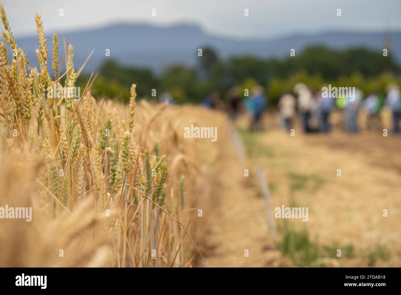 agricultural field day with a group of farmer growing wheat and barley ...