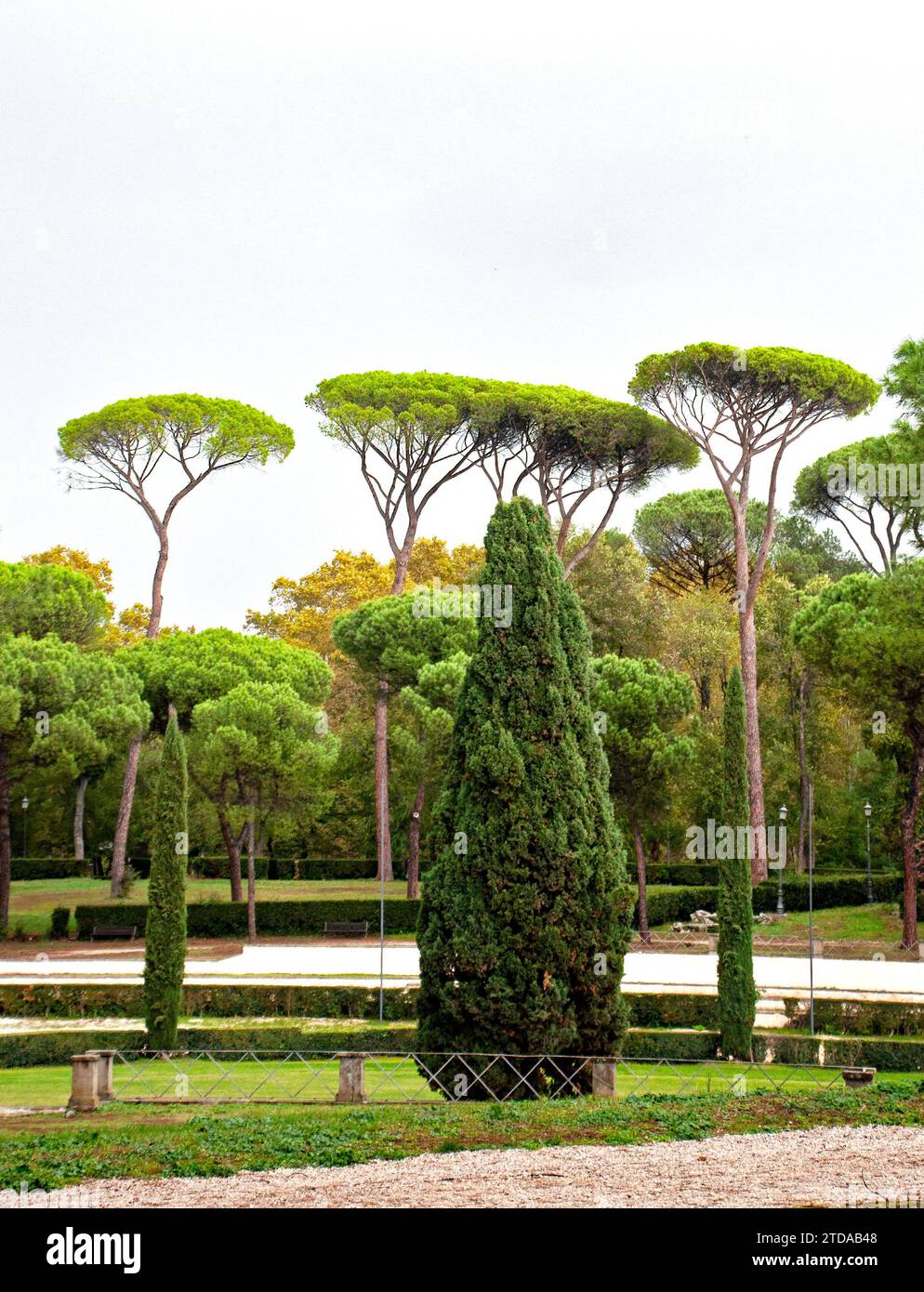 Umbrella Pines, Villa Borghese, Rome, Italy Stock Photo - Alamy