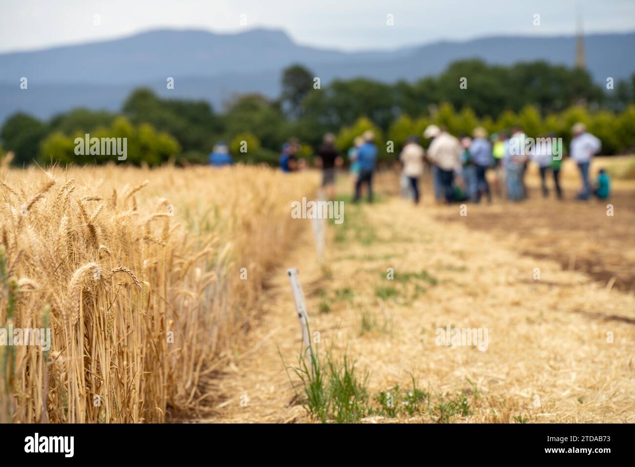 group of farmers doing a crop walk learning about crop health and ...