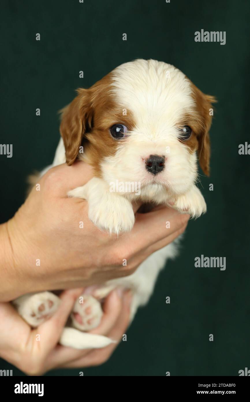 Cute small cavalier king charles spaniel puppy in the palms Stock Photo ...