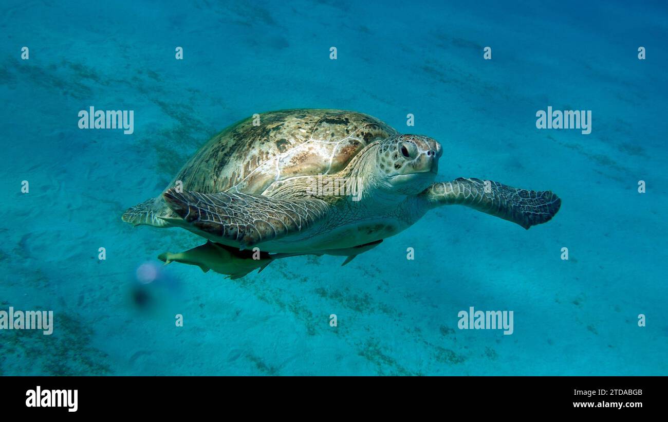 Big Green turtle , Green turtles are the largest of all sea turtles. A ...
