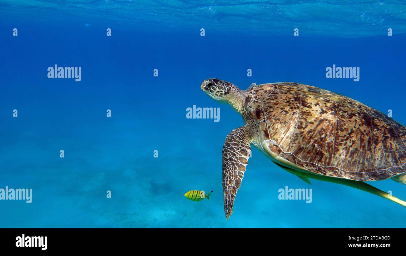 Big Green turtle , Green turtles are the largest of all sea turtles. A ...
