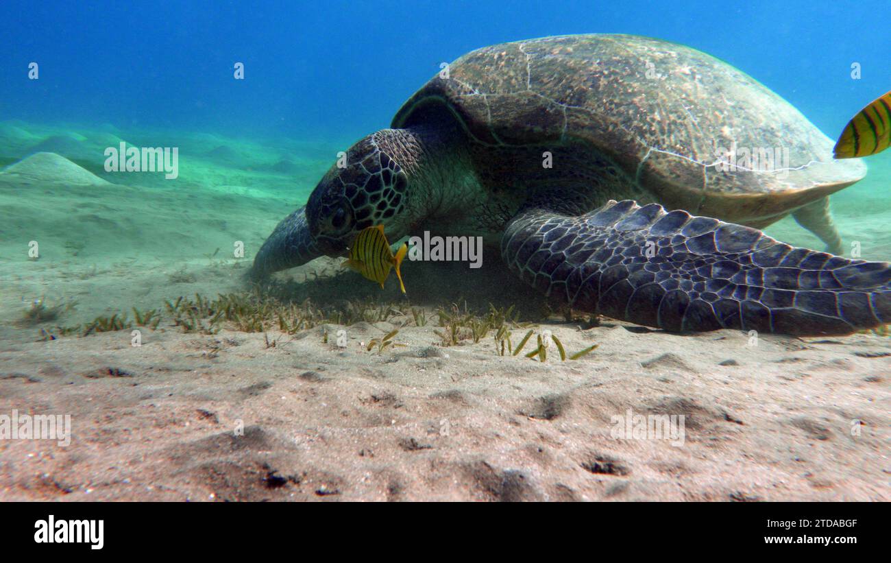 Big Green turtle , Green turtles are the largest of all sea turtles. A ...
